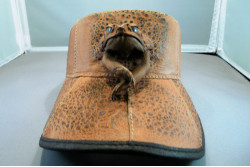 ToadShop - Australian Cane Toad Leather Products :: Unique Gifts ...