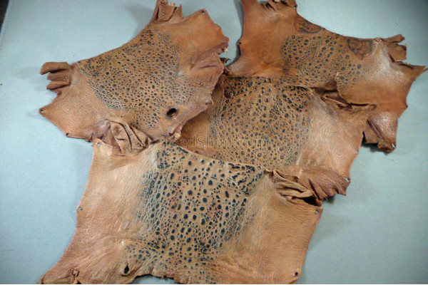 Cane Toad Skins